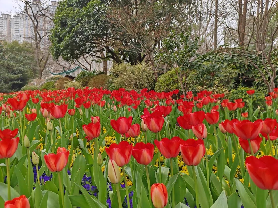 上海市长宁区人民政府-国际版-Tulips top spring flowers that radiate joy