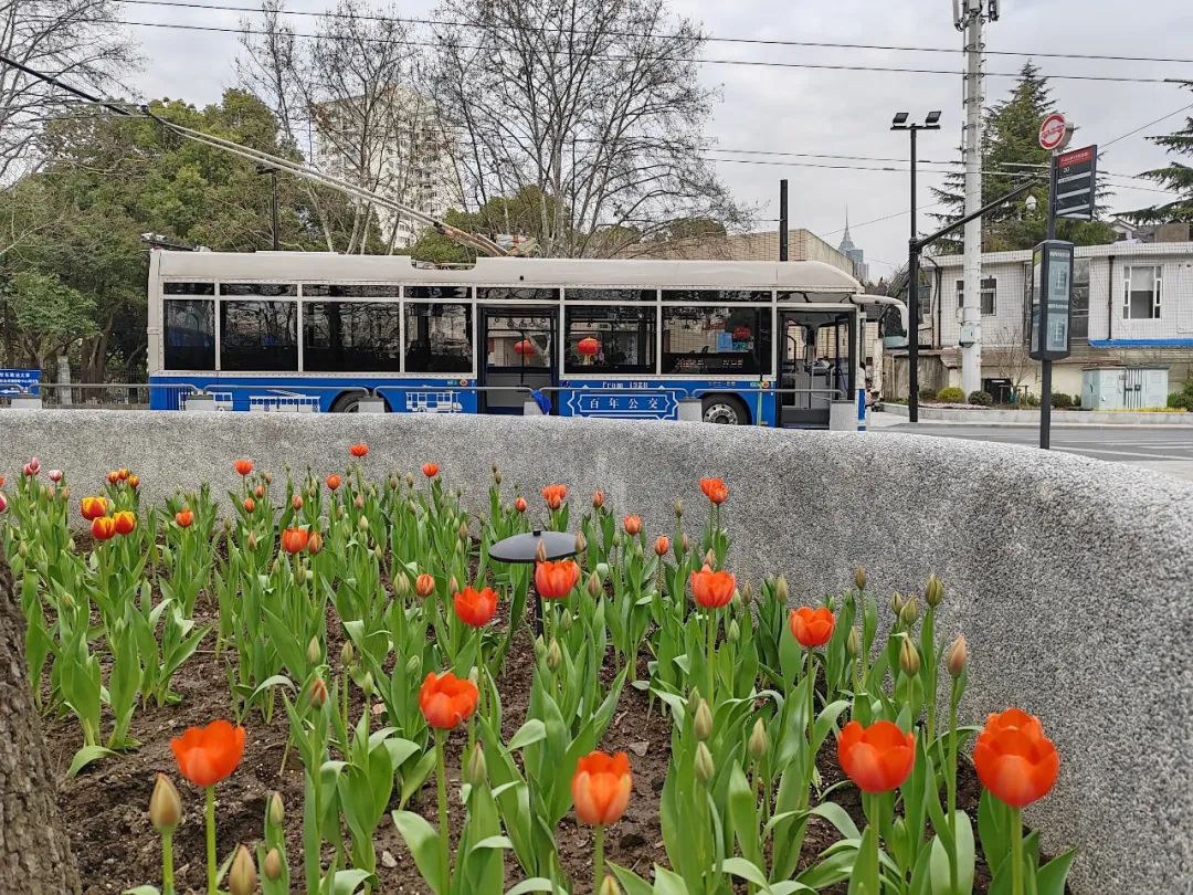 上海市长宁区人民政府-国际版-Tulips top spring flowers that radiate joy